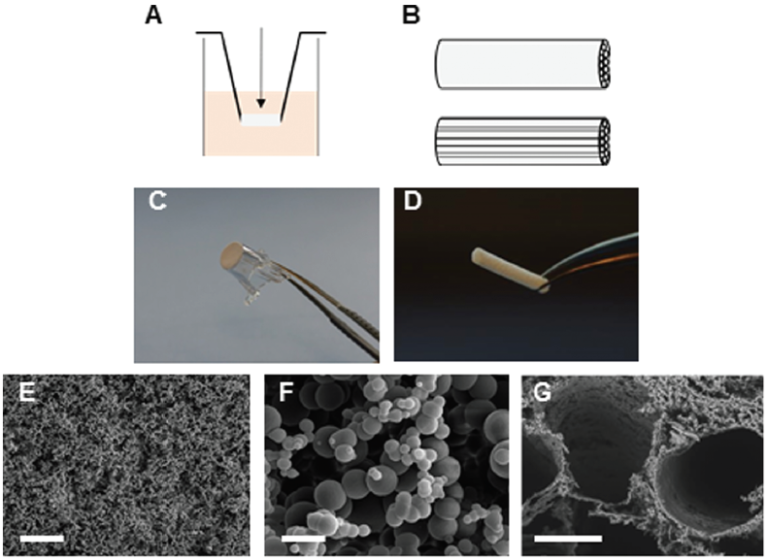 A novel biomaterial implant for repair of spinal cord injury ...