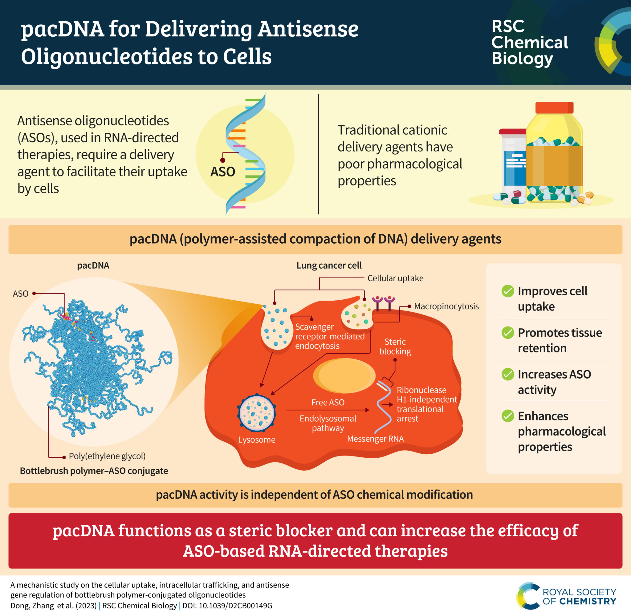 A mechanistic study on the cellular uptake, intracellular trafficking ...