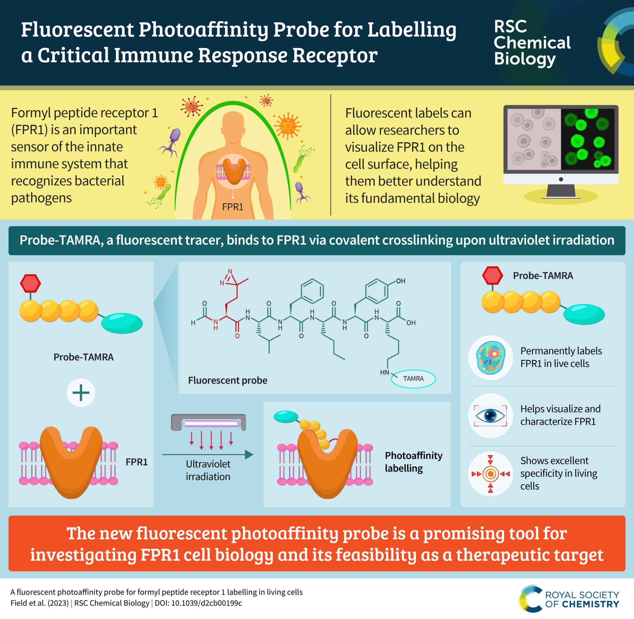 A fluorescent photoaffinity probe for formyl peptide receptor 1 ...