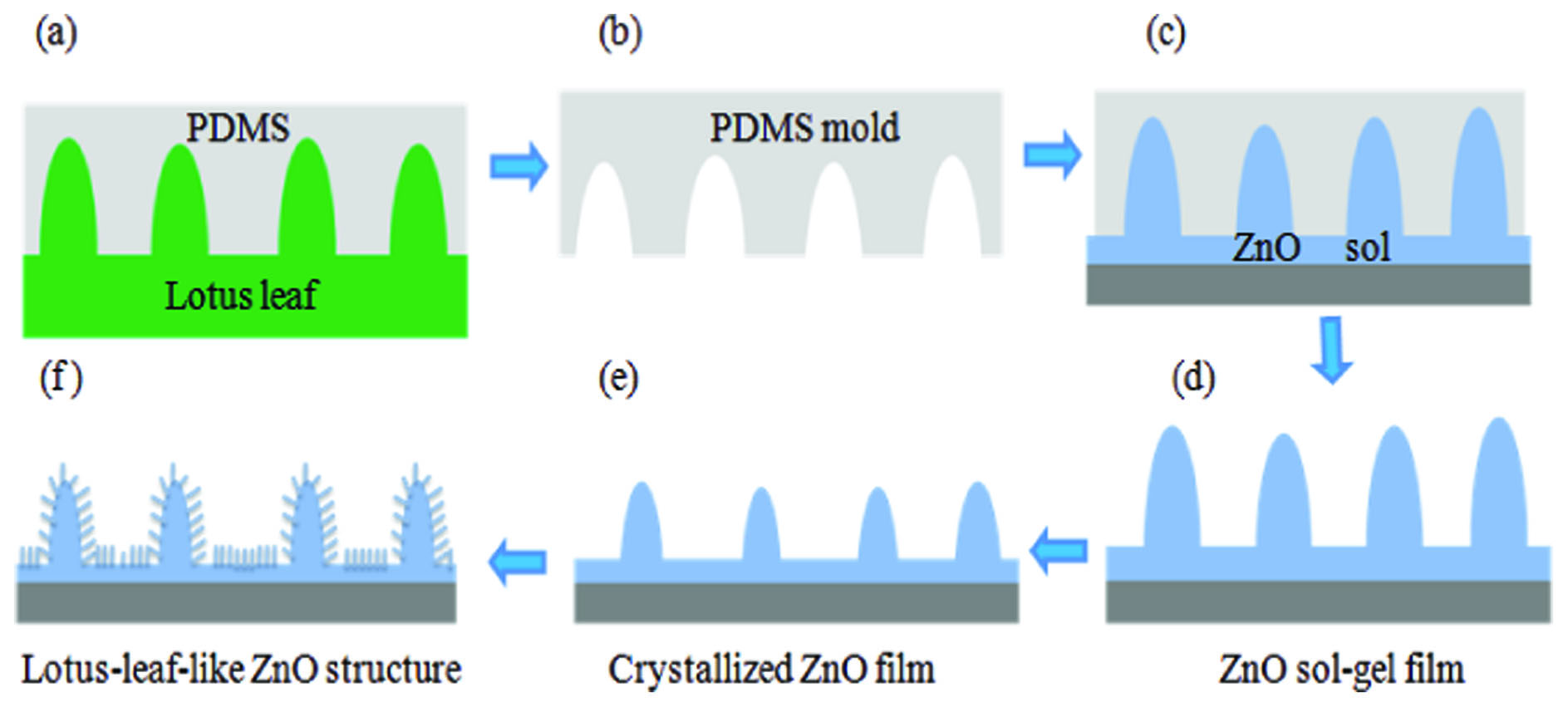 Mimicking nature: ZnO nanostructures fabricated from lotus leaf ...