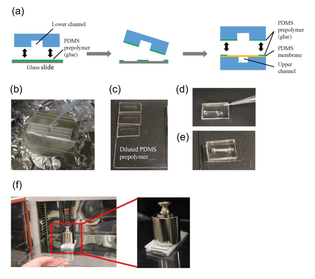 Cells – Chips and Tips