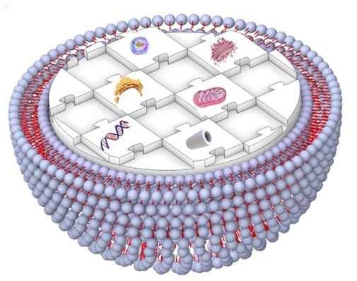 Use of artificial cells as drug carriers – Organic Chemistry Frontiers Blog